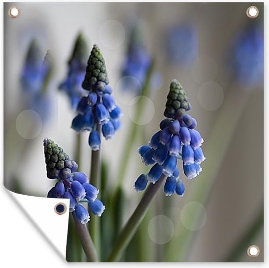 Plusieurs grappes d'une jacinthe de raisin Affiche de jardin 160x120 cm ...