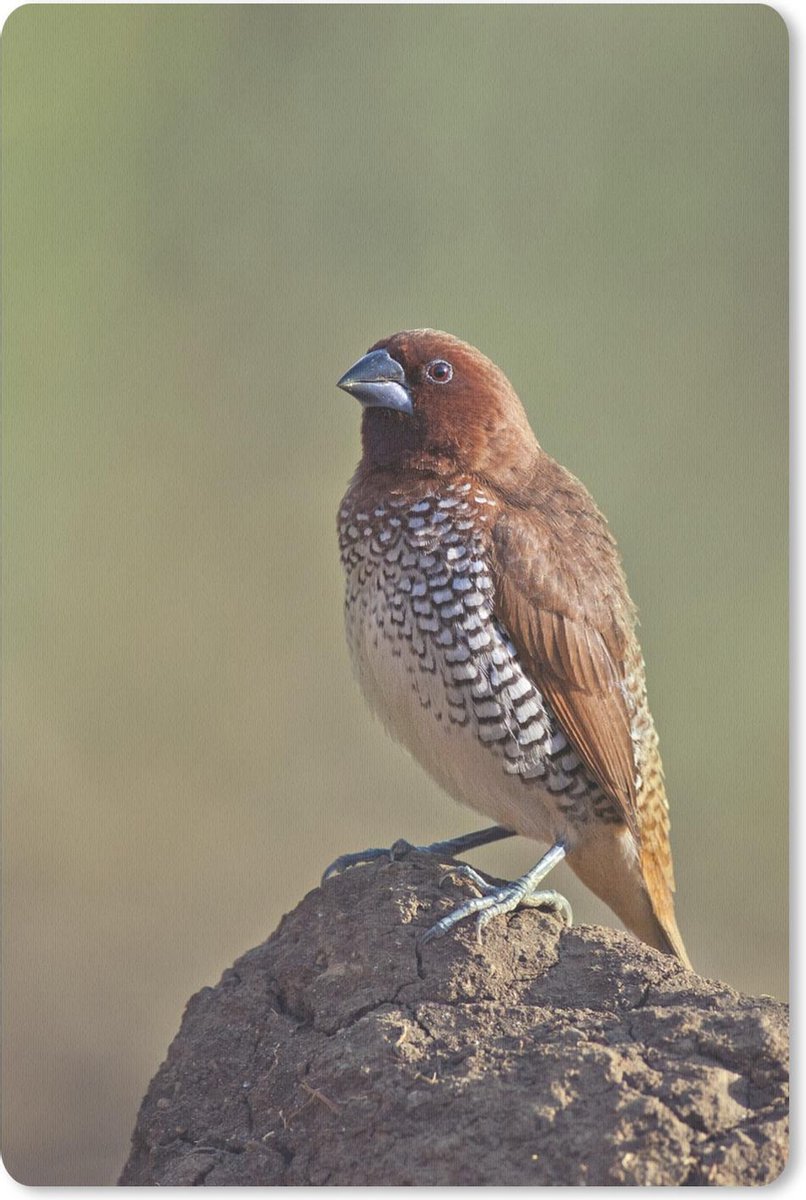 Muismat Muskaatvink - Muskaatvink op rots muismat rubber - 18x27 cm ...