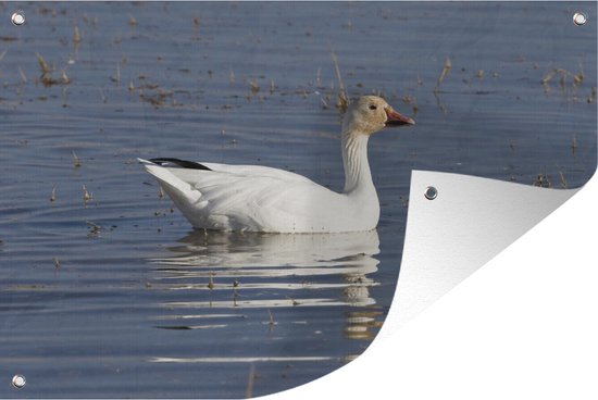 Tuinposters buiten Sneeuwgans in het water - 90x60 cm - Tuindoek ...