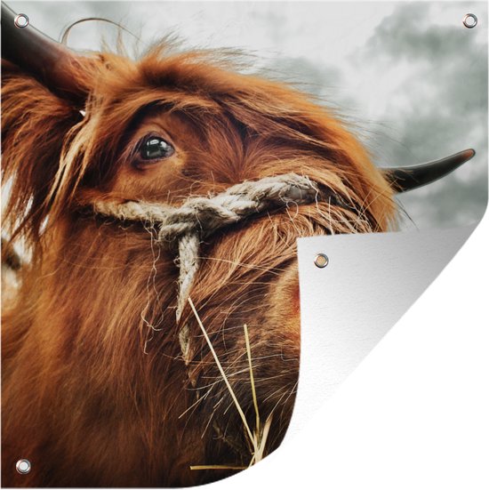 Tuinposters Schotse Hooglander - Koeienkop - 50x50 cm - Tuindoek ...