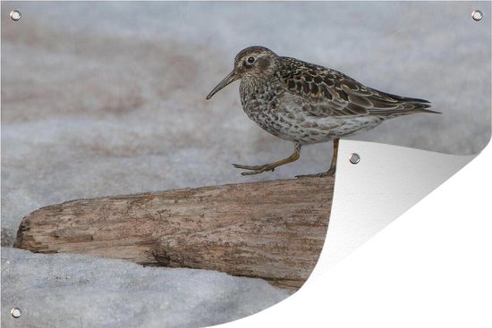 Muurdecoratie Paarse strandloper op verweerd hout - 180x120 cm ...