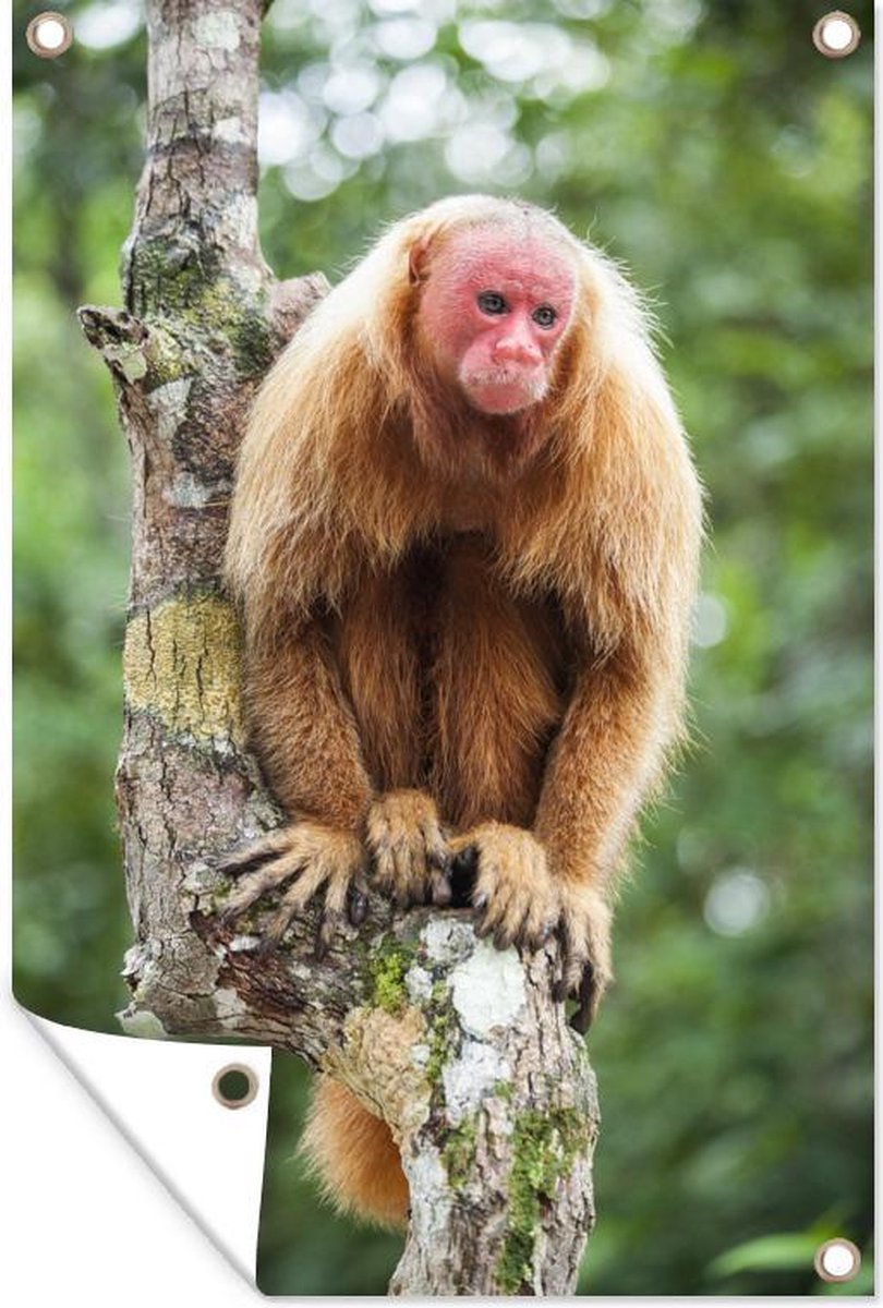 Muurdecoratie Oeakari aap op handen en voeten - 120x180 cm - Tuinposter ...