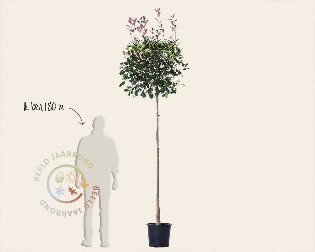 Photinia fraseri 'Red Robin' - 180 cm stam | bol.com