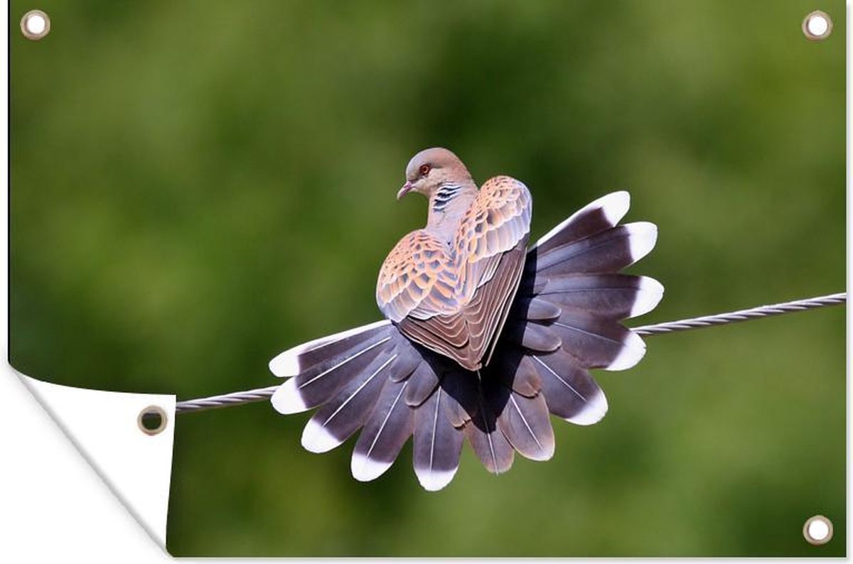 Belle affiche de jardin pigeon tortue orientale 120x80 cm - Toile de ...