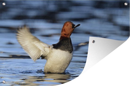 Pochard battant des ailes au-dessus de l'eau Poster Jardin 120x80 cm ...