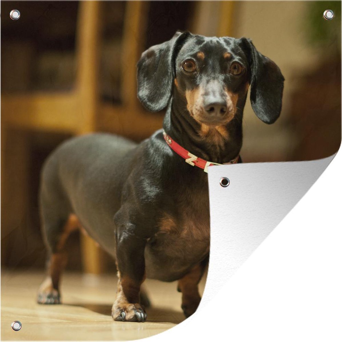 Tuinposters Portret van een zwarte Teckel - 50x50 cm | bol.com