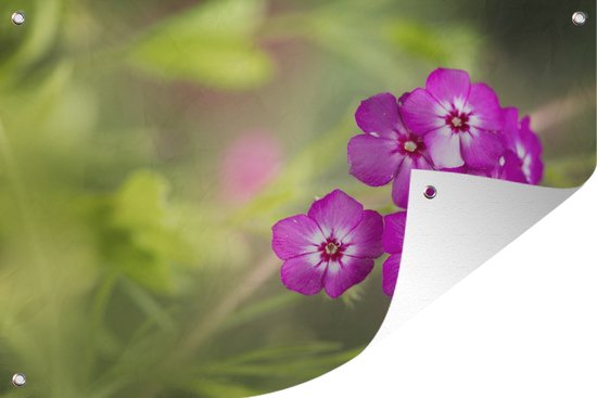 Muurdecoratie Fel paarse vlambloemen bij een lichtgroene achtergrond ...