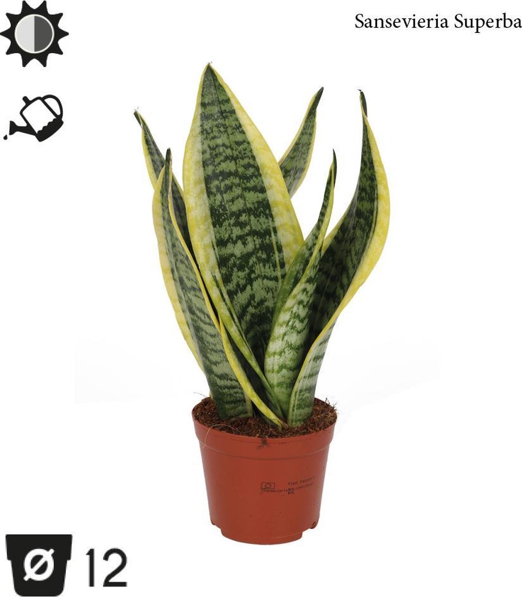 4 Plantes d'intérieur - Aloe Vera, Monstera, Sansevieria & Coffee Plant ...