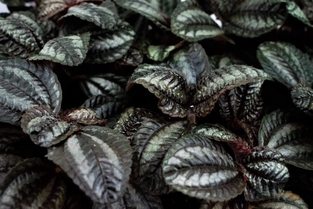 Pilea Involucrata Norfolk Ø9cm Vriendschapsplant | bol