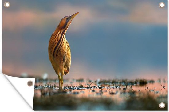 Tuindecoratie Roerdomp - Water - Gras - 60x40 cm - Tuinposter ...