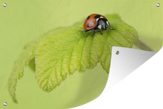 Tuindecoratie Lieveheersbeestje groen blaadje - 60x40 cm - Tuinposter ...