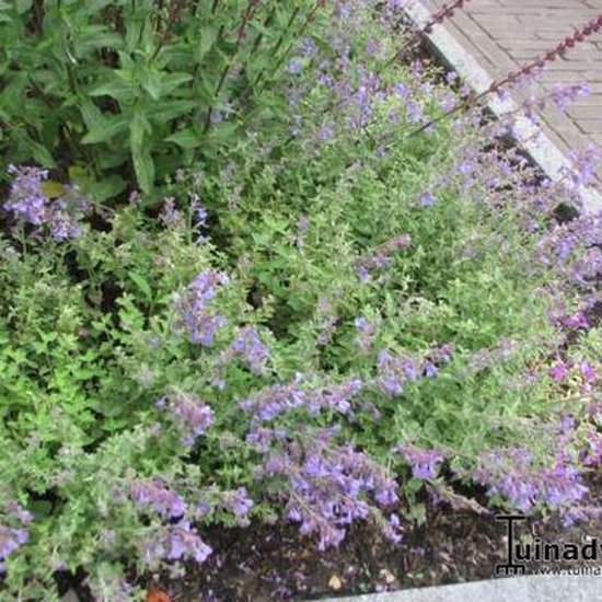 Nepeta faassenii 'Kit Cat' - Kattekruid | bol.com