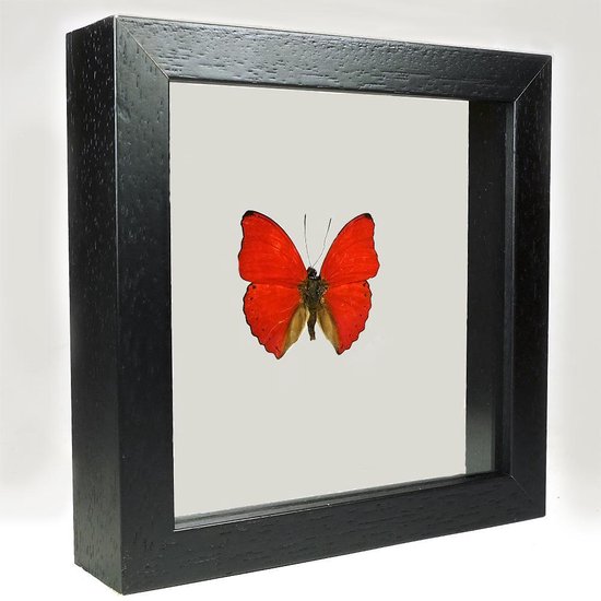 Opgezette Vlinder in Zwarte Lijst Dubbelglas - Ptychandra Negrosensis ...