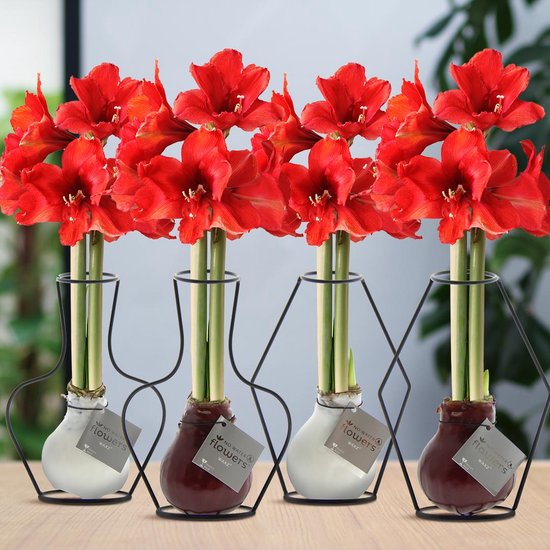 Green Harmony | (wax amaryllis) | Formz Mix (4 pack) + Red flower | bol