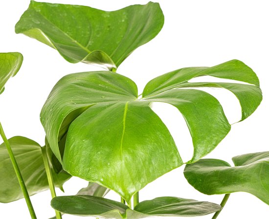 Plantenboetiek.nl | Monstera Deliciosa Tauerii - Ø17cm - 50-60cm hoog ...