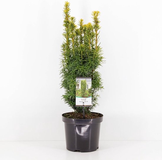 Taxus baccata david 40-50 cm | bol