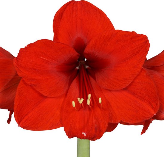 Hippeastrum Waxz® Art v Gogh - Set van 3 - Rode bloem - Wax Amarylis ...