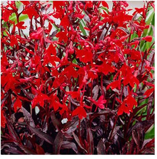 Moerings Lobelia fulg. Queen Victoria | Rode Waterlobelia | In 9CM pot ...