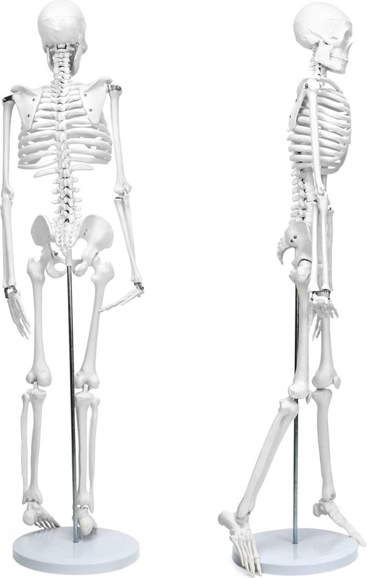 Skeletmodel 85 cm - Menselijk Anatomisch Model voor Medisch Onderwijs | bol