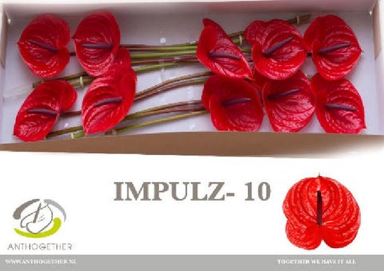 DutchFlowers - Boeket - 10x Anthurium impulz | bol