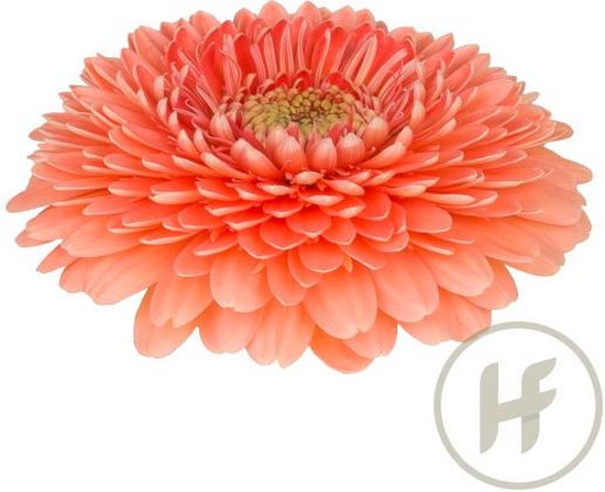 DutchFlowers - Boeket - 20x Germini gerponi jive 70cm | bol