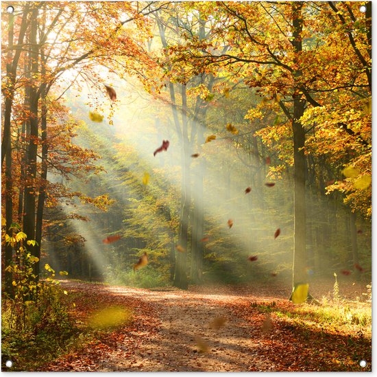 Tuinposter 100x100 cm - Tuindecoratie Bos - Bomen - Herfst - Zon ...