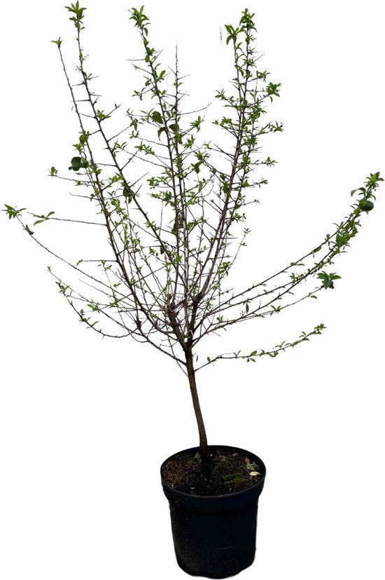 Sleedoorn 100-125 cm (in pot) - Prunus spinosa - Ø26 cm | bol