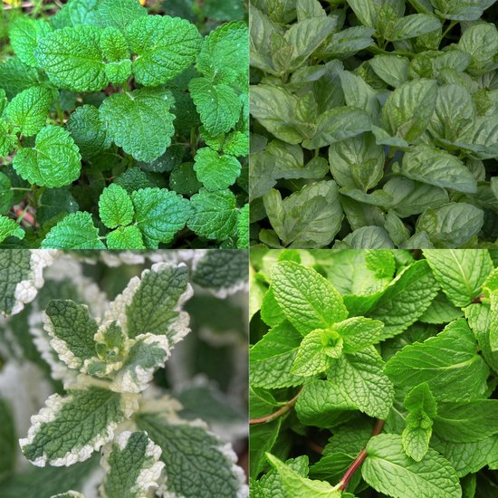 Tuinplantenshop.com | Borderpakket - Thee kruiden - 24 Vaste planten ...