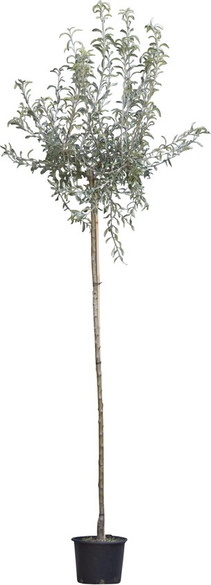 Wilgbladige treur sierpeer | Pyrus salicifolia 'Pendula' 6-10 cm 220 cm ...