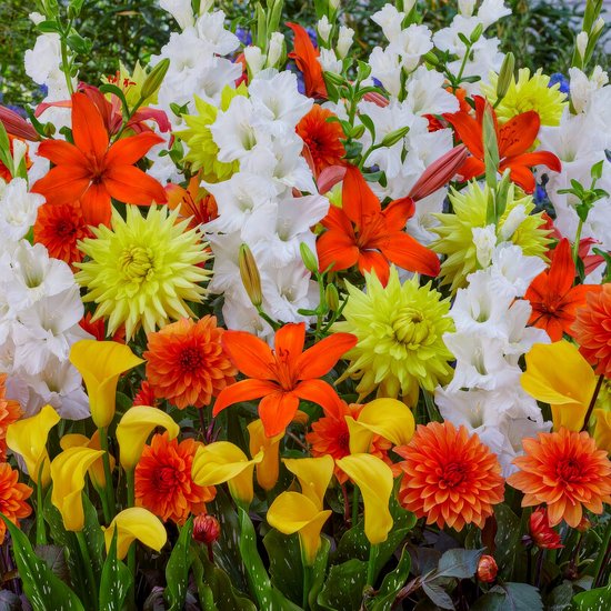 Gladiolen/ Lelies/ Dahlia/ Calla - Fire Work Collection - 25 stuks ...