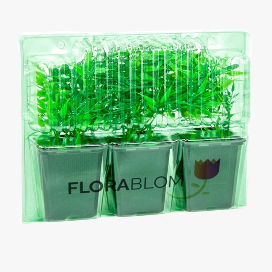 Lonicera henryi - Kamperfoelie | bol