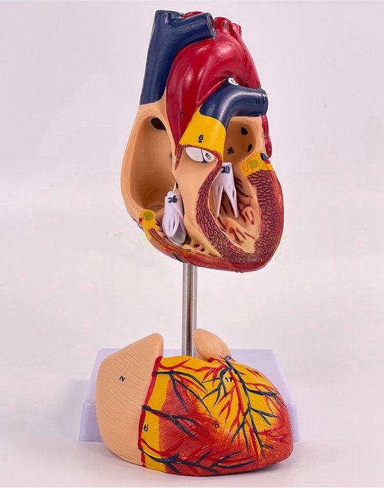 Nixnix® - Anatomisch model Hart - 22cm - Menselijk lichaam - Educatief ...
