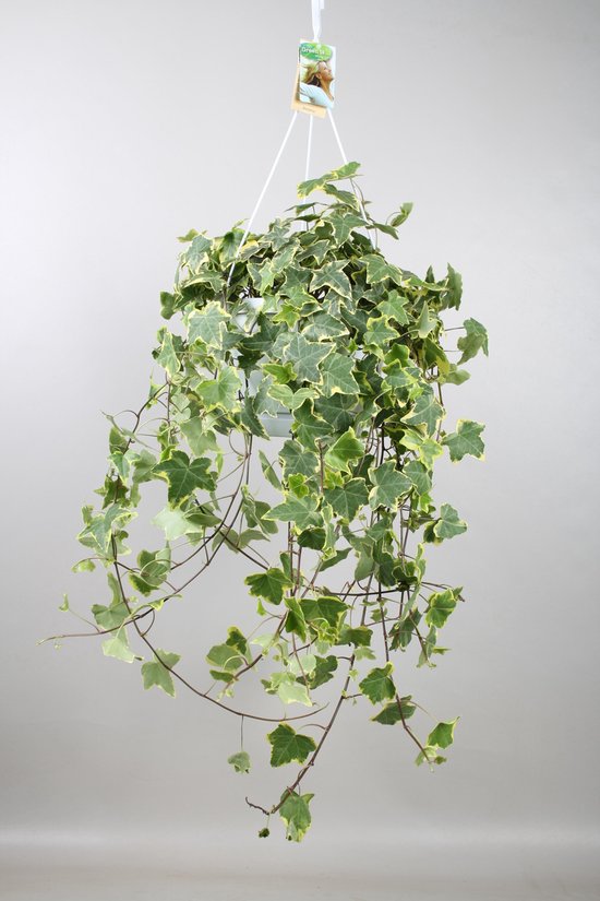 Plantenboetiek.nl | Hedera Helix Gold Child - Hangplant XXL - Ø24cm ...
