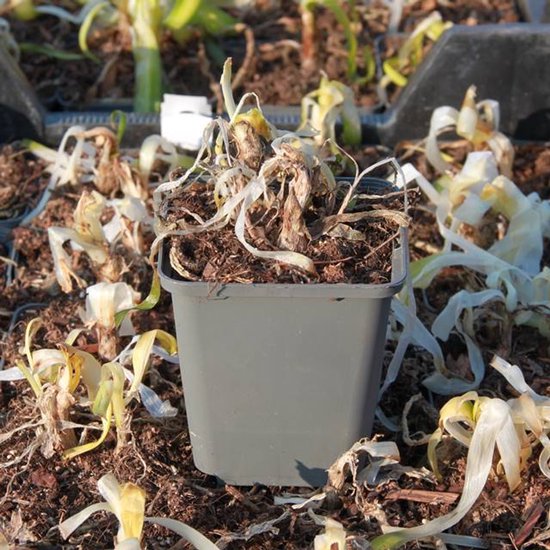 Agapanthus Agapanthus Twister 1 st. pot P9 | bol