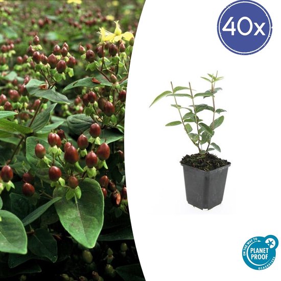 40x Hypericum inodorum 'Rheingold' - 10-25cm - Ø9cm | bol