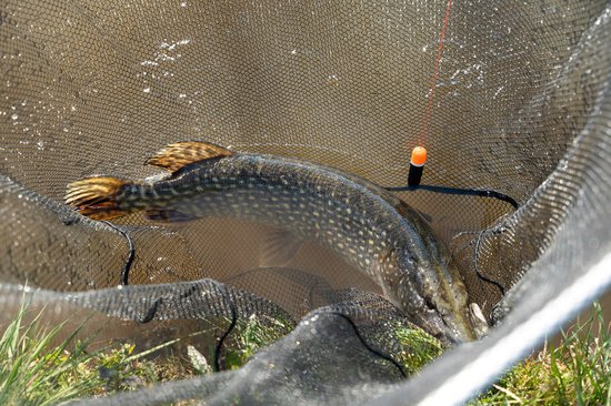 Ultimate Specimen Predator Net - Large (85x60x50cm) - Schepnet | bol