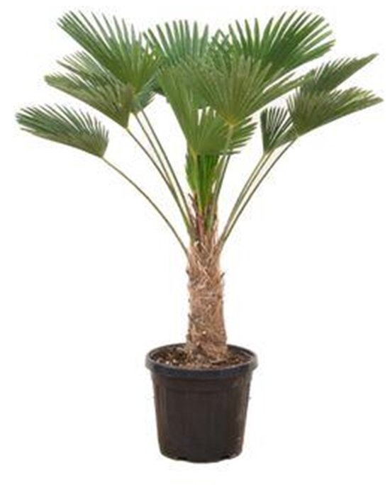 De Wagner-Palm, Chinese Waaierpalm, Mooi compact formaat, Blikvanger ...