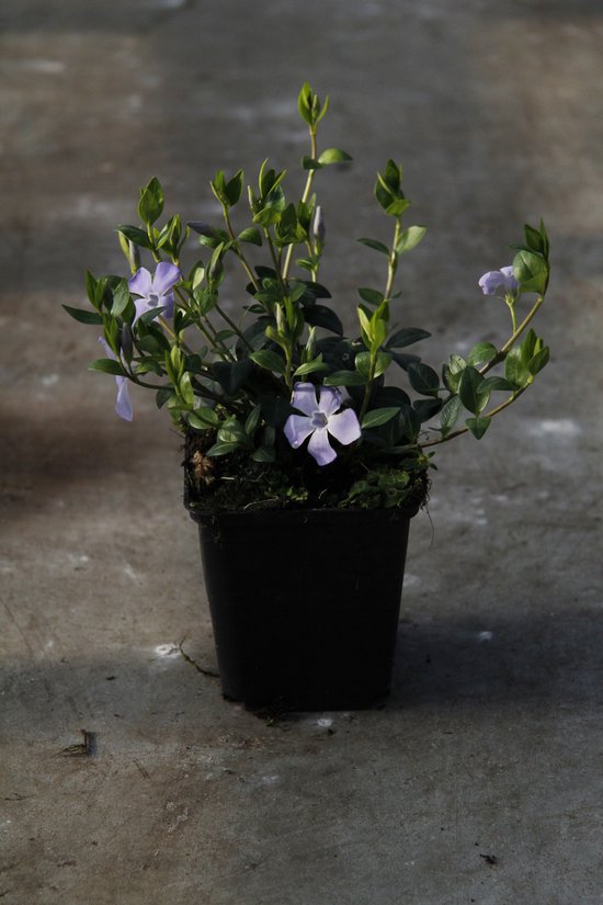 Vinca minor ‘Anna’ – 6 Planten – Wintergroene bodembedekker – Sterk ...