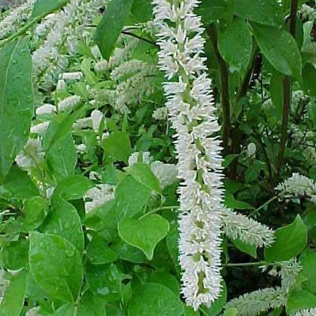 Itea Virginica Little Henry ('Sprich') - Bloemwilg 30-40 cm in pot ...