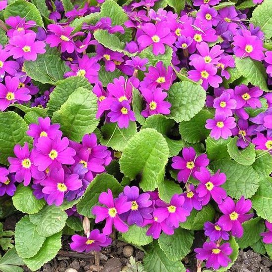 6 x Primula 'Wanda' - Sleutelbloem pot 9x9cm - Vroegbloeiende ...