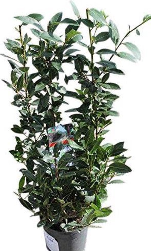 Laurier (Laurus Nobilis) - Struik - ↕ 80 - 100 cm | bol.com