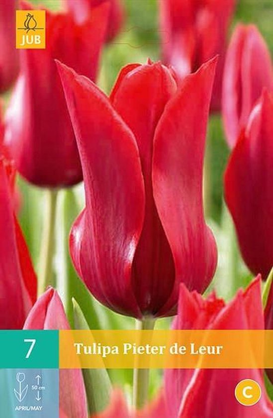 Tulipa Pieter de Leur - leliebloemige tulp - set van 42 stuks | bol.com