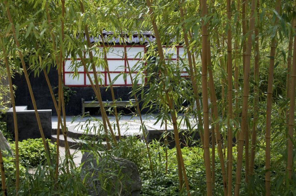 Elegrass 3x Niet woekerende bamboe mix - pakket voor een vierkante ...