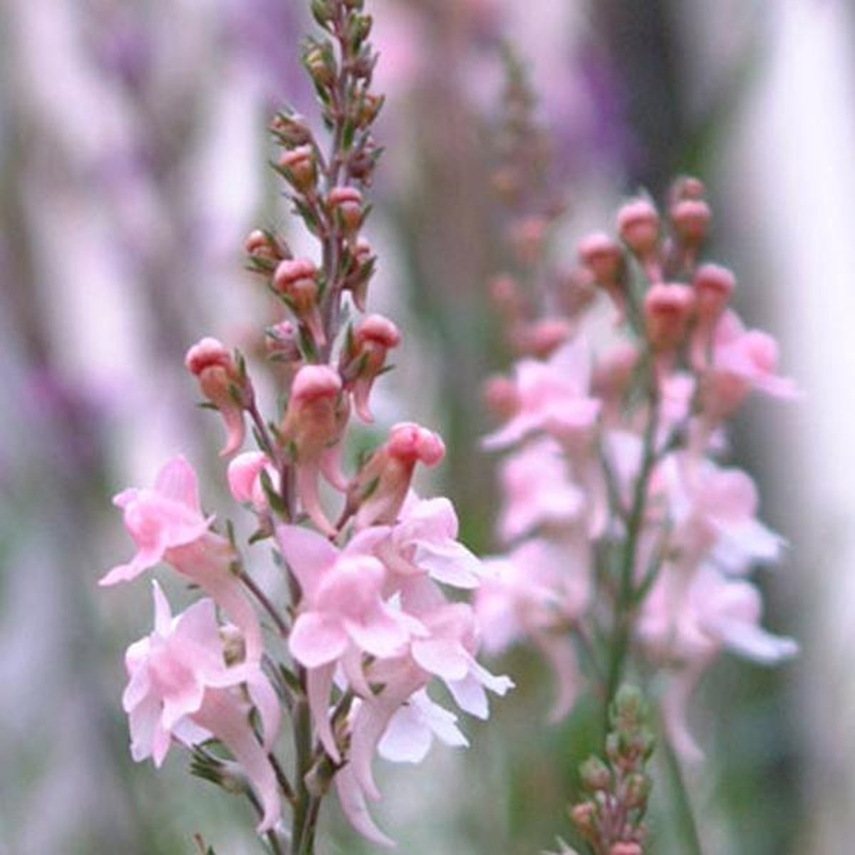 6 x Linaria Purpurea 'Canon J. Went' - Vlasleeuwebek pot 9x9cm | bol