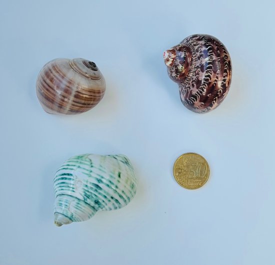 Set van drie Nautilus luchtplanten, met verschillende prachtige... | bol