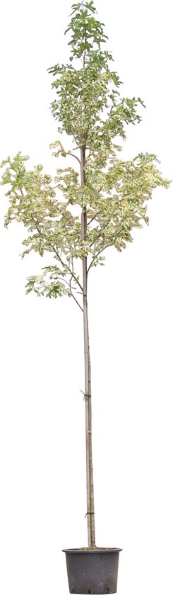 Bontbladige amberboom | Liquidambar st. 'Silver King' 6-10 cm | Bomenbezorgd.nl | bol