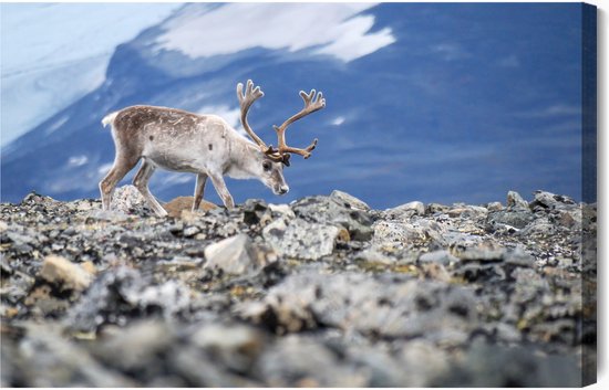 Schilderijkoning - Canvas Schilderij Rendieren Op De Achtergrond Van Bergen - 120 x 80 cm | bol.com
