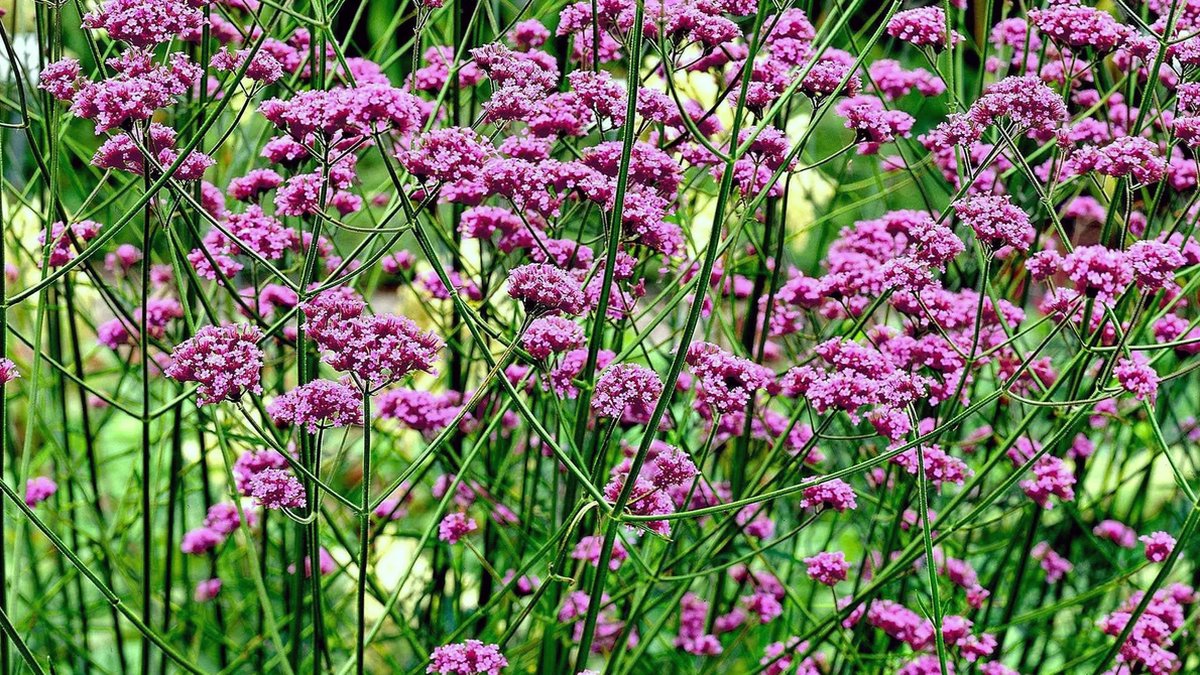 12x Verbena Bonariensis - IJzerhard - P9 Pot (9x9cm) - Koop ...