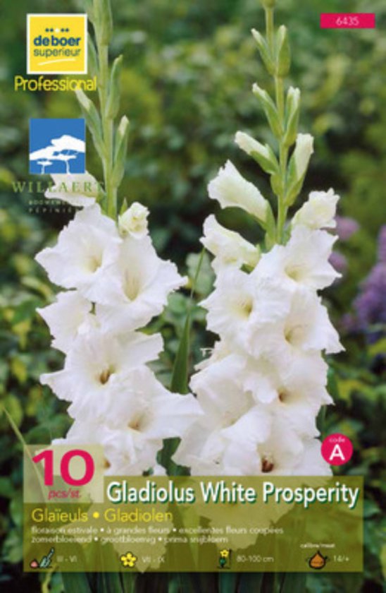 Gladiolus hybr. 'White Prosperity' | bol