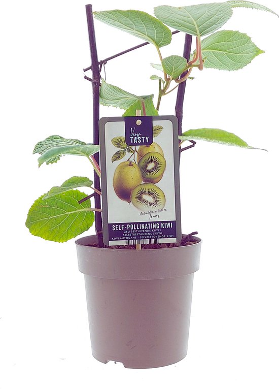 Kiwi Jenny | Actinidia chinensis | Zelfbestuivend | ca. 40cm hoog ...